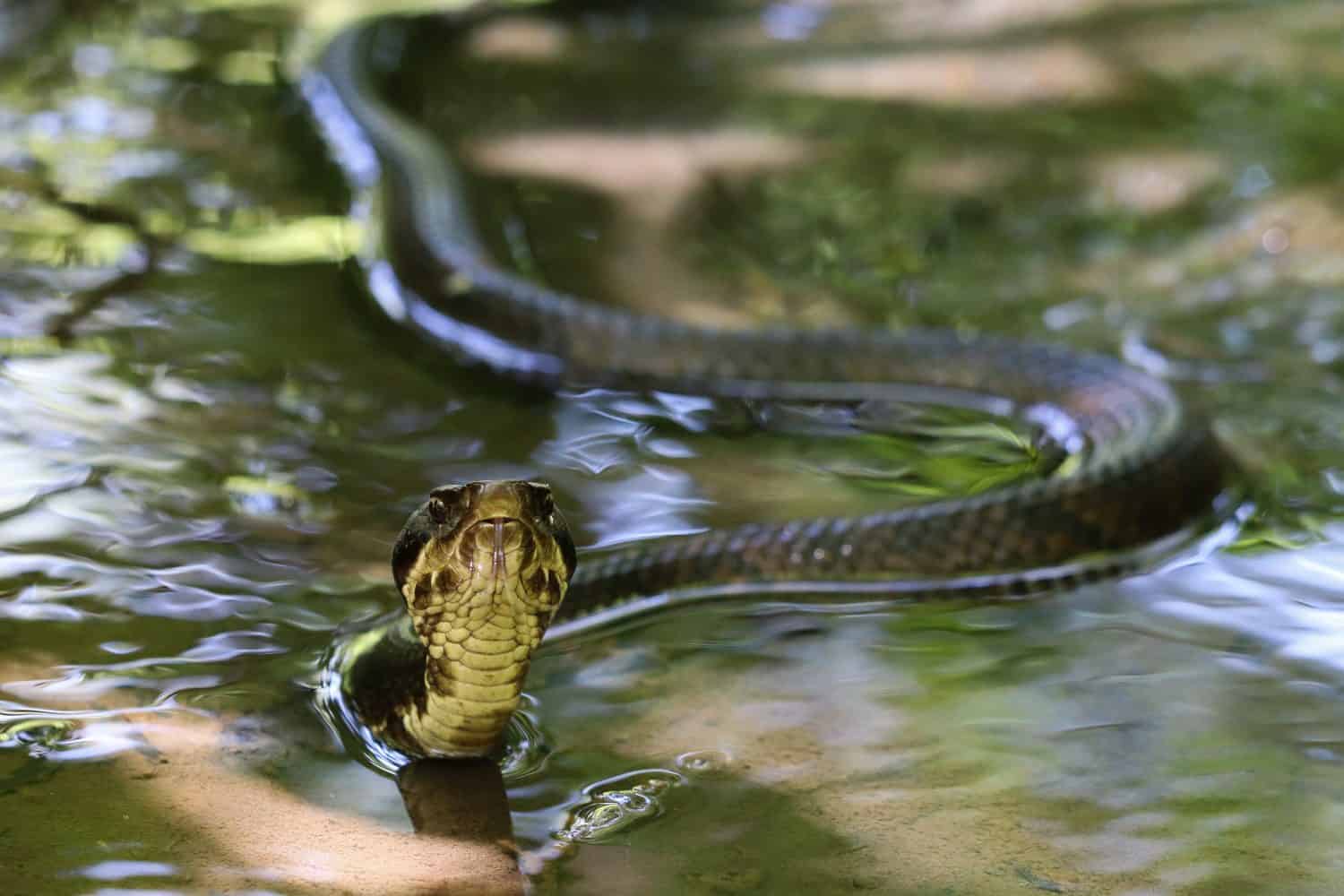Male vs. Female Cottonmouth Snakes: Who Would Win and Why?