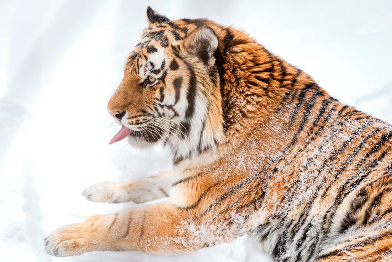 These Are The Animals That Hunt Wolves And The Ones Wolves Fear Most