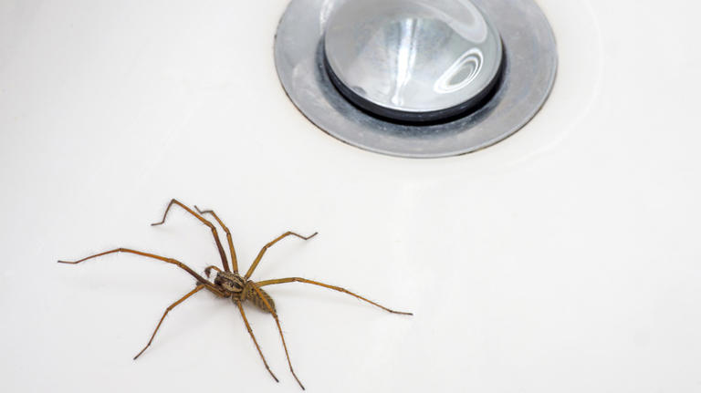 Why The Spiders You Get Rid Of Keep Showing Back Up