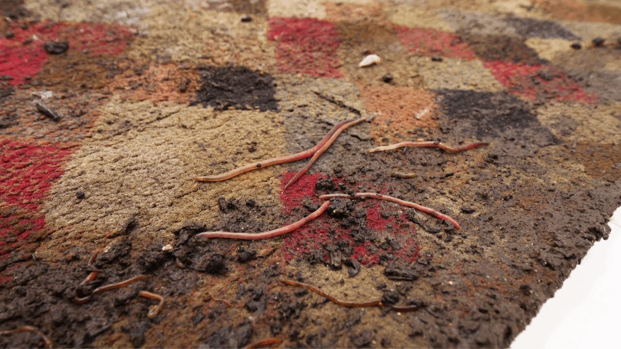 I found insect eggs in this filthy rug!🐛