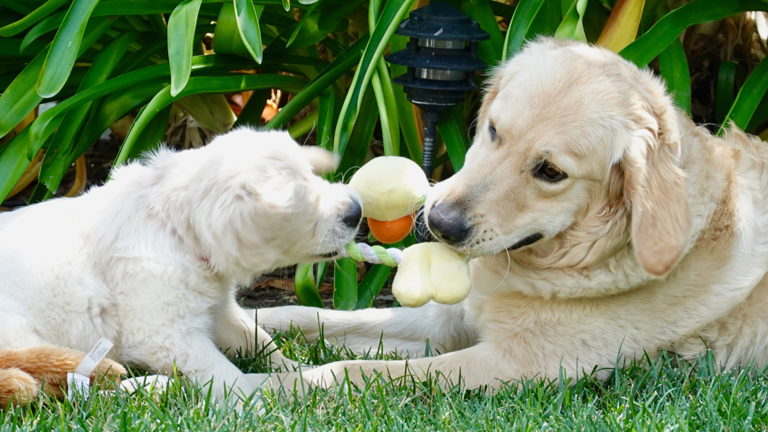 English Cream Golden Retriever’s Gray Life Turns to Color After Mom ...