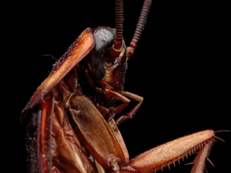 Mujer incendia su edificio por 'eliminar' a una cucaracha... con el ...