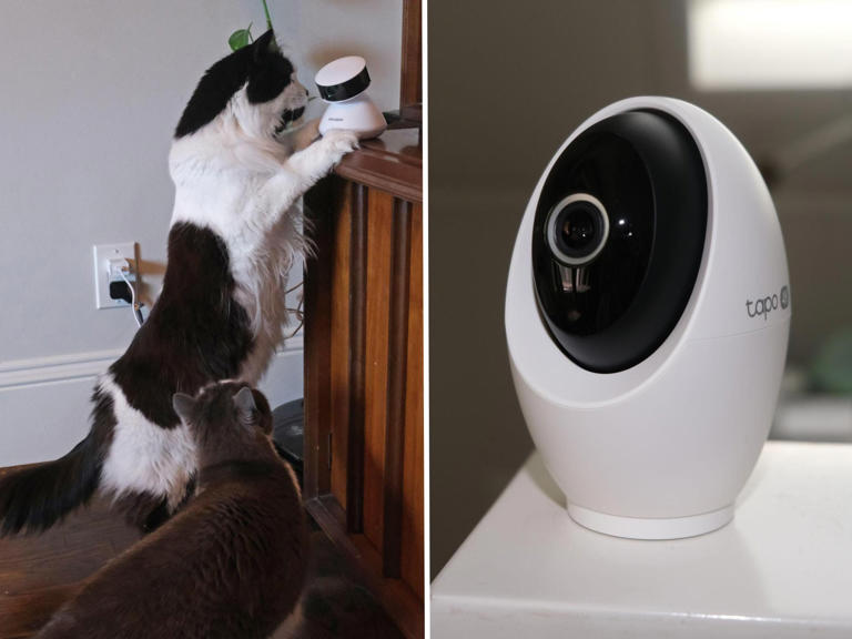 The 3 best pet cameras in 2025, tested and reviewed