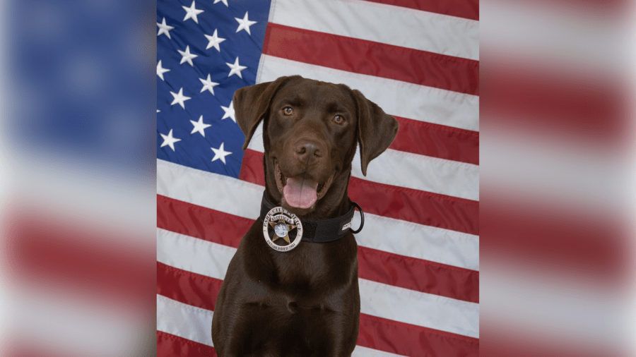 Meet Bruno, the Park City Police Department’s first-ever K-9