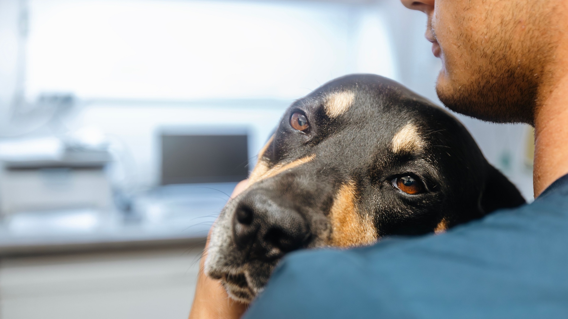 12 Subtle Signs It Might Be Time To Put Down Your Dog