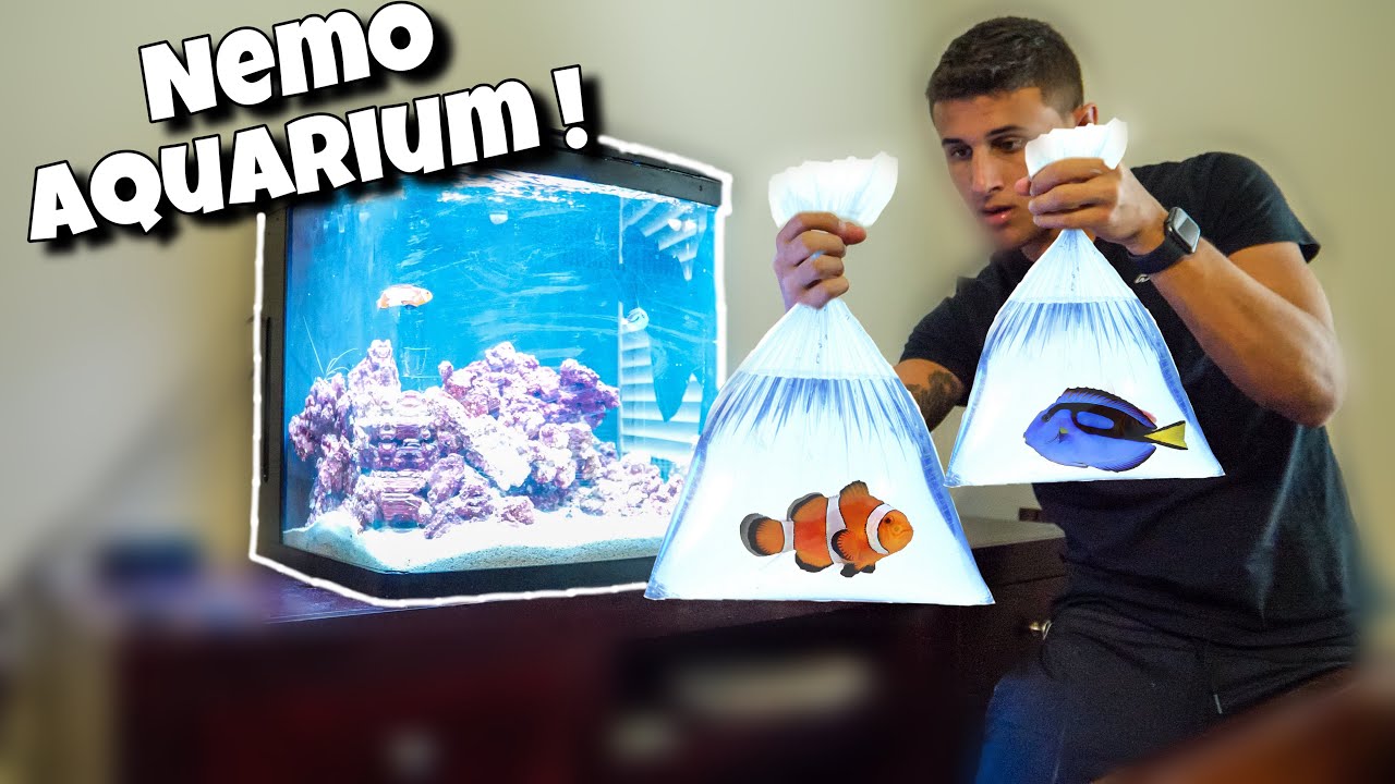 Nemo themed aquarium with new fish!