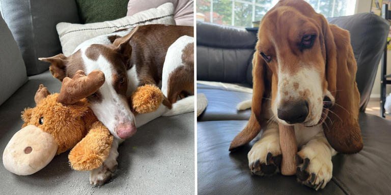 The best dog toys for aggressive chewers