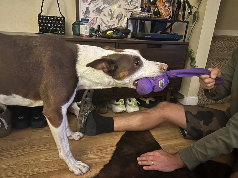 The best dog toys for aggressive chewers
