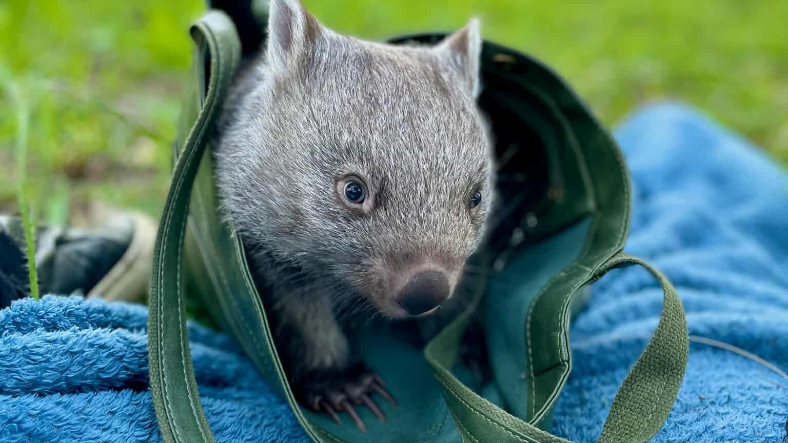 Blind baby wombat Gundy adapts to new home at wildlife sanctuary