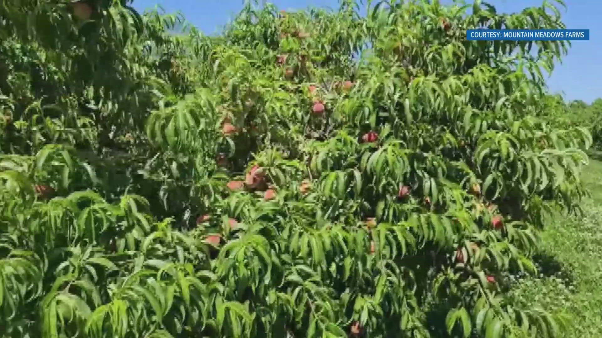 UT Farm Center could change state agriculture