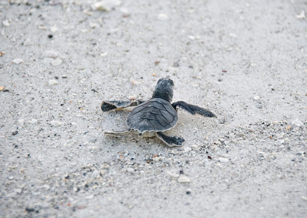 Anna Maria Island sea turtle season ends with record green turtle nests