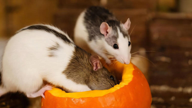Rare virus transmitted by rats infects woman in Germany: Study links it ...