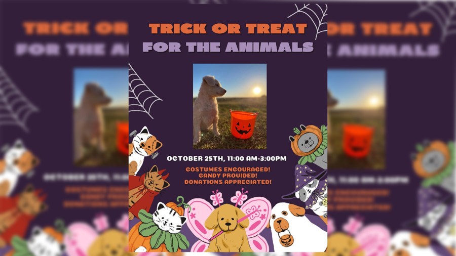 The Haven Animal Shelter host ‘trick or treat’ event for animals
