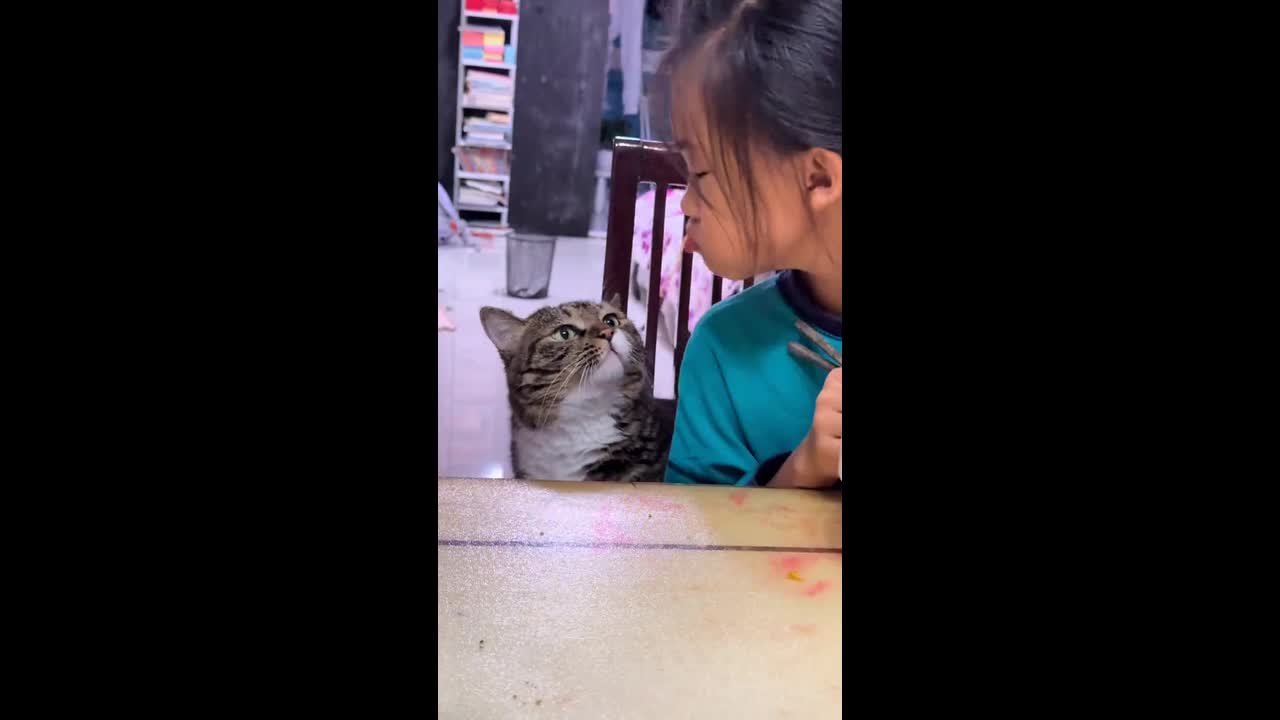 Cat looks sad after being teased with noodles in Beijing, China