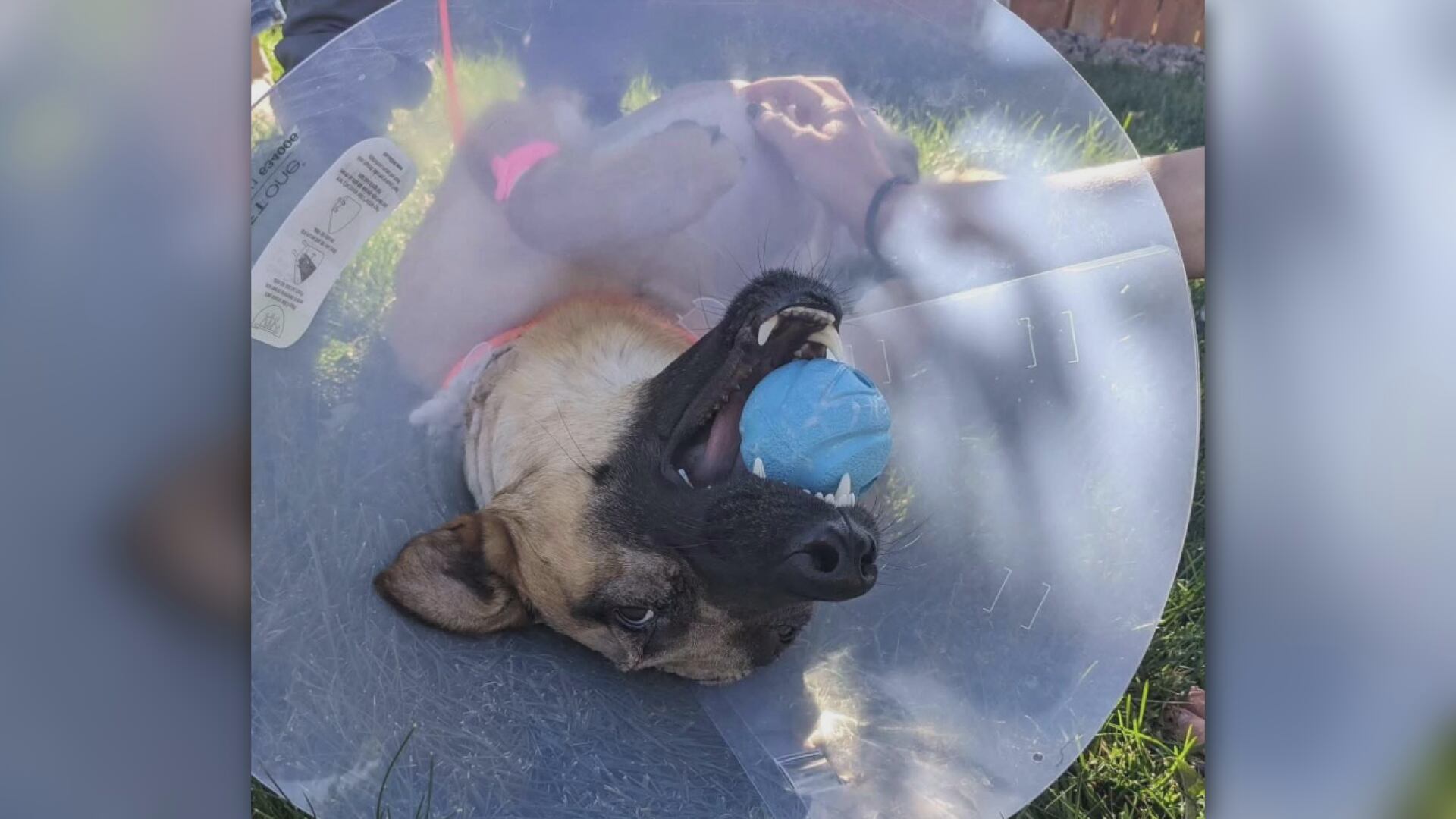 ‘He wanted his ball’: Roam’s handler gives update as Colorado Springs ...