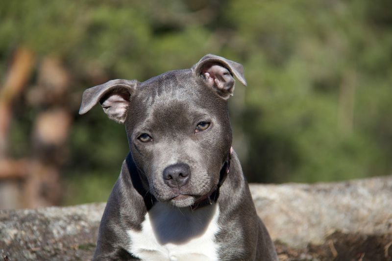 Dog Breeds People Misjudge But Are Actually Loyal, Gentle, And Loving