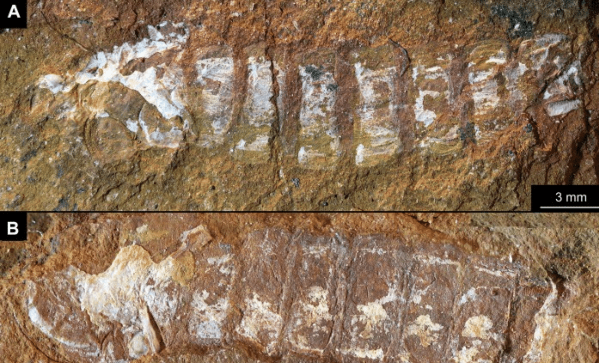 Scientists Uncover 150 Million-Year-Old Fossil That Changes ...