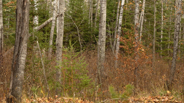 Michigan's devastating ice storm impacts continue to ripple, including ...