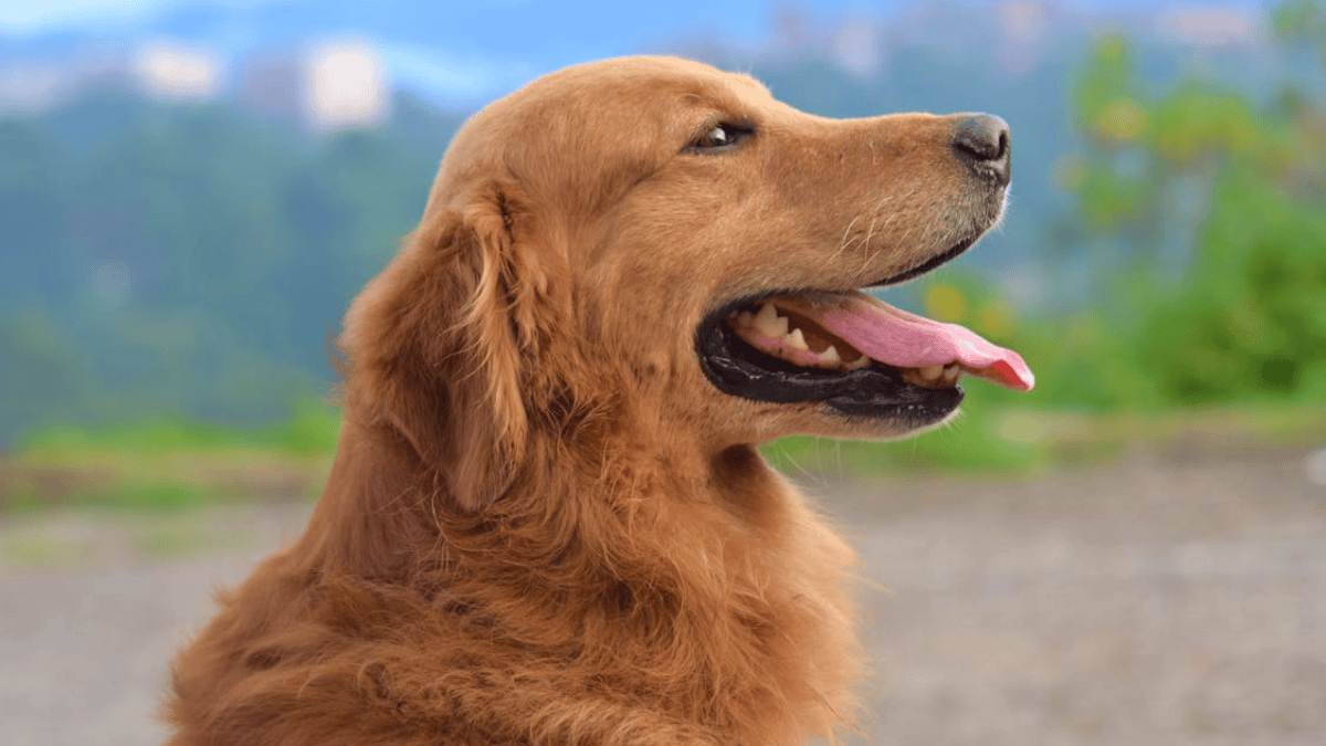 Why dogs can give their lives for the person they love