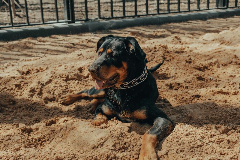 Dog Breeds People Misjudge But Are Actually Loyal, Gentle, And Loving