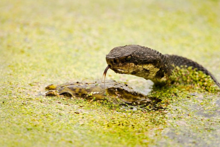 Male vs. Female Cottonmouth Snakes: Who Would Win and Why?