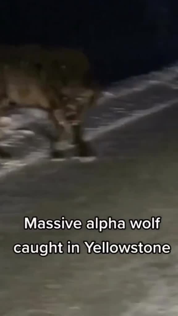 Giant Alpha Wolf Spotted Roaming Yellowstone at Night