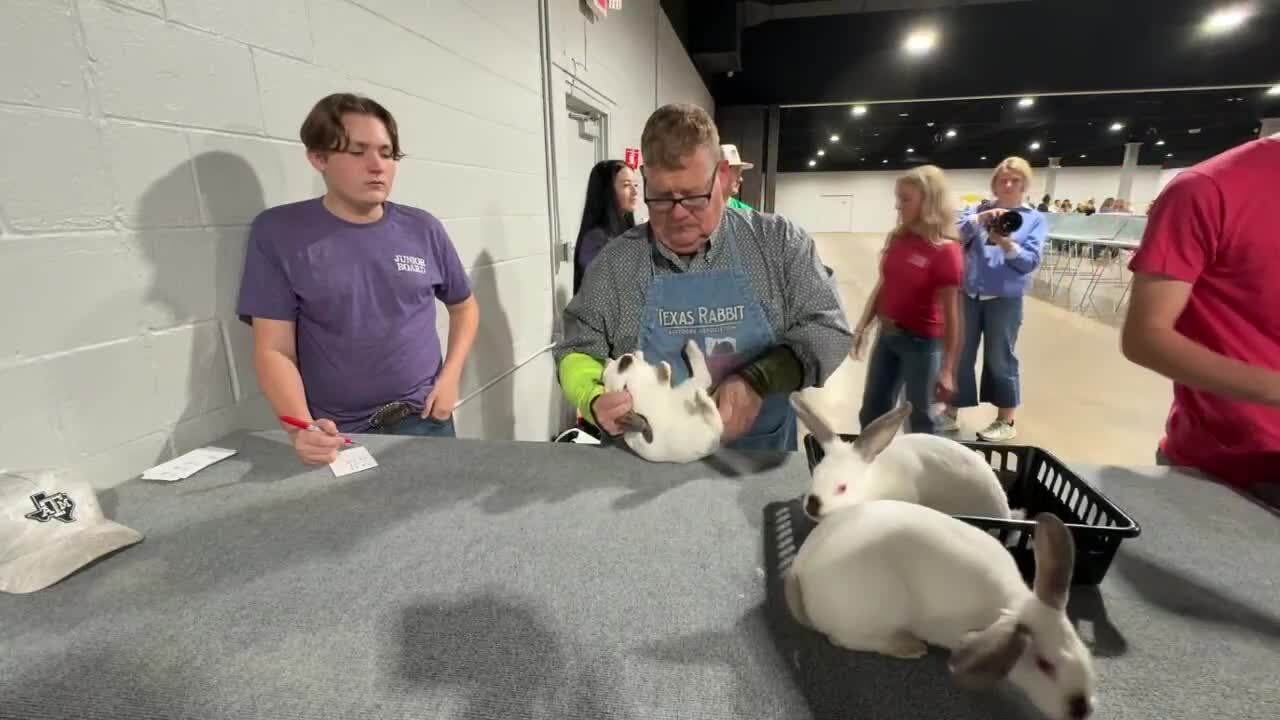 5-day Harvest Festival, Livestock Show kicks off with rabbits in Longview