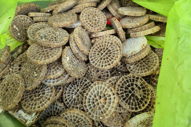 Strange plastic discs spotted along miles of Welsh coastline