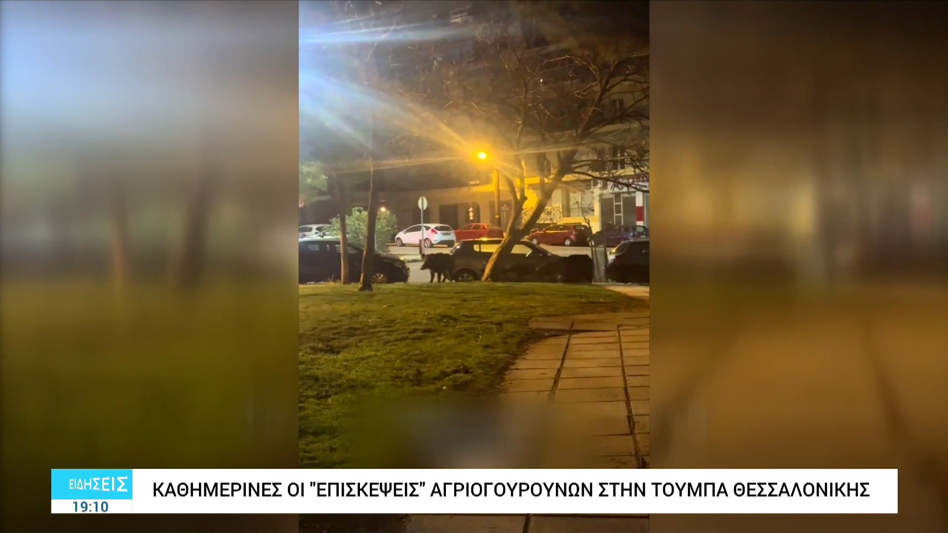 Καθημερινές οι «επισκέψεις» αγριογούρουνων στην Τούμπα Θεσσαλονίκης