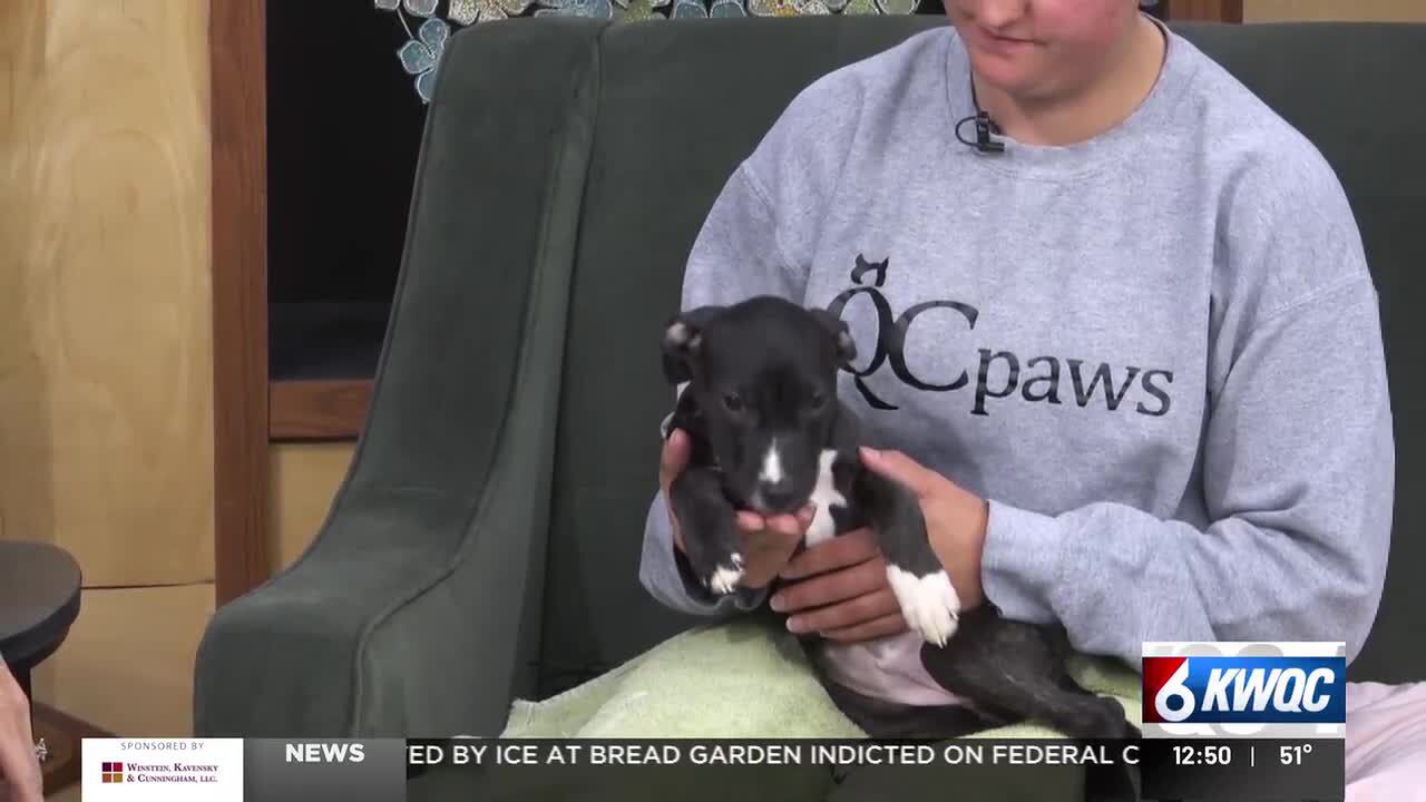 Tuesday’s adoptable pet: Meet Raven