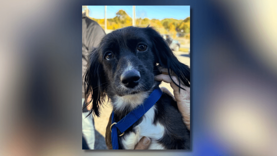 Waterbury police search for man allegedly seen striking dog in video