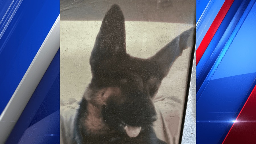 Ware police seek help finding German Shepherd possibly hit by car
