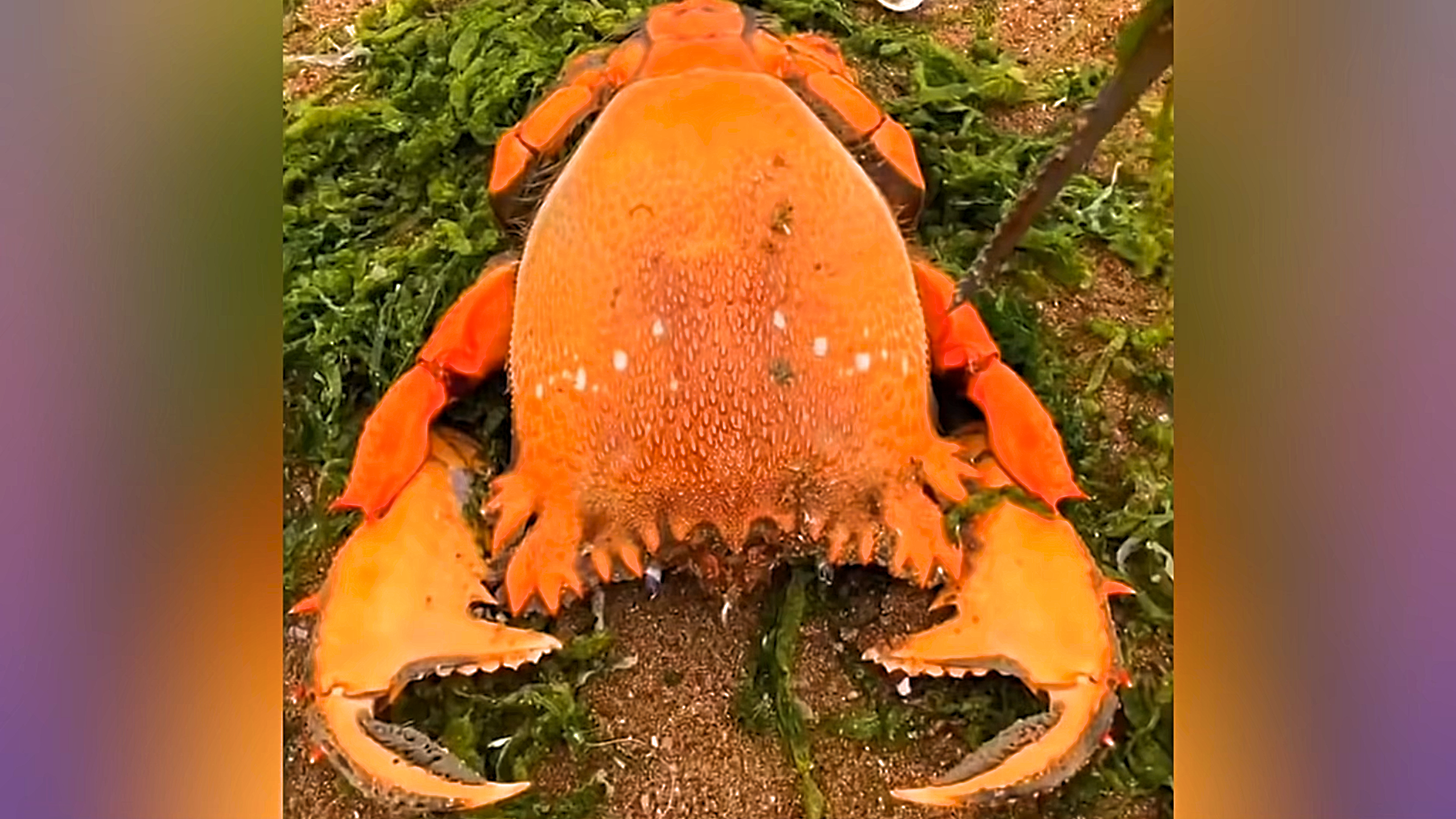 A Giant Crab Is Caught on a Beach Covered with Seaweed