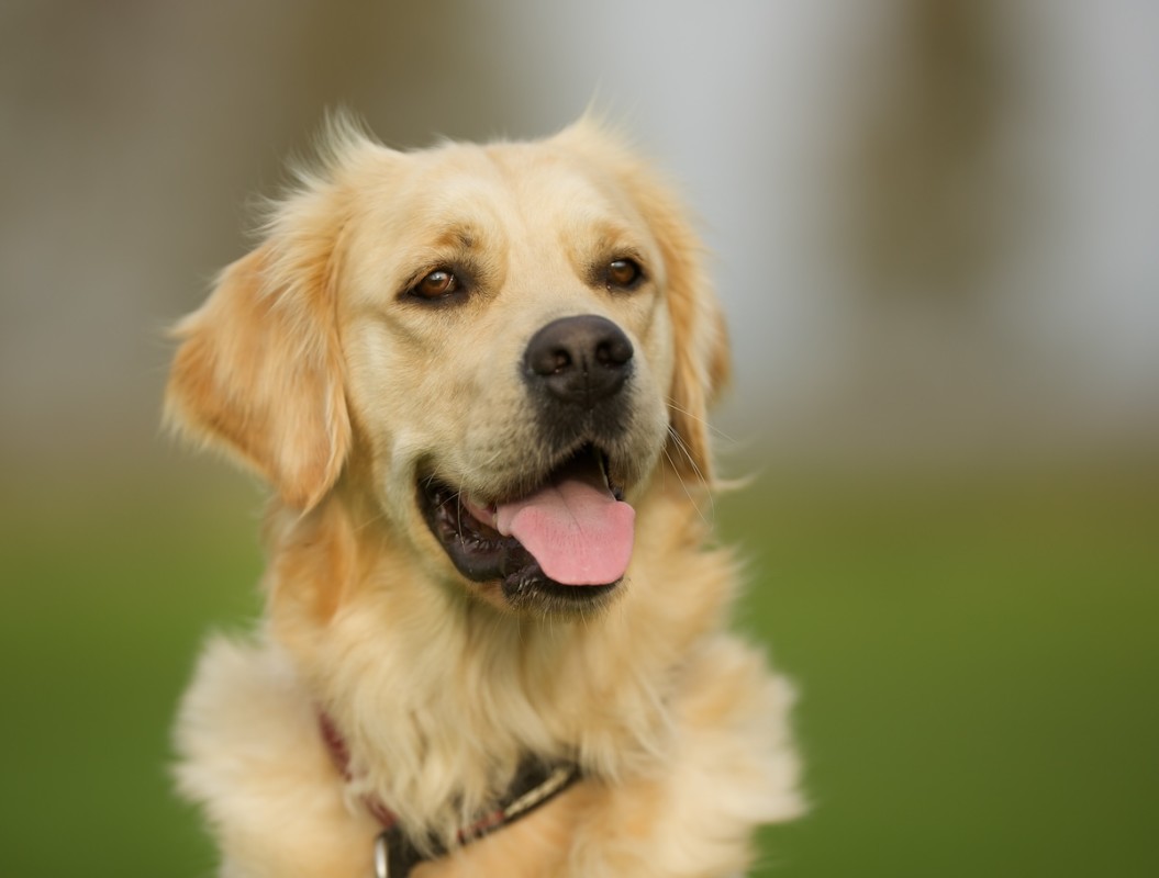 Golden Retriever Erupts Into Pure Joy Upon Realizing Foster Friend Is ...