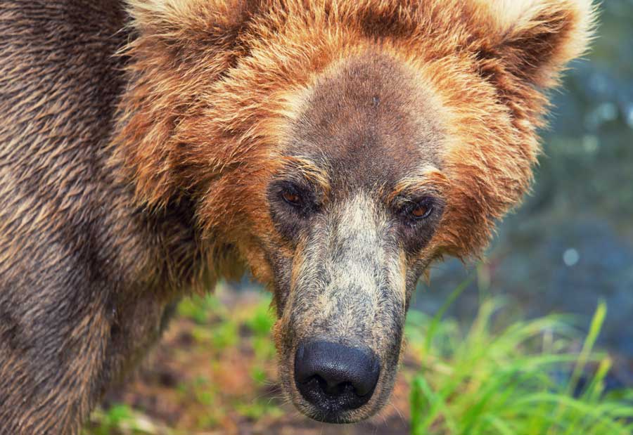Hunter shoots grizzly bear in self-defense near Island Park