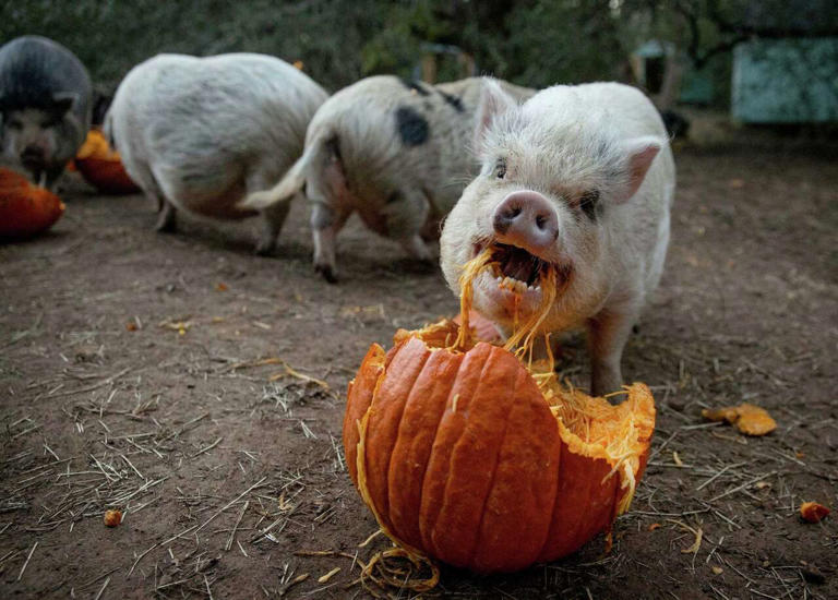 Where to find the best pumpkin patches around Austin
