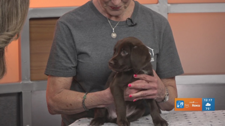 TUESDAY TAILS: Meet Gimble from the SPCA of East Texas