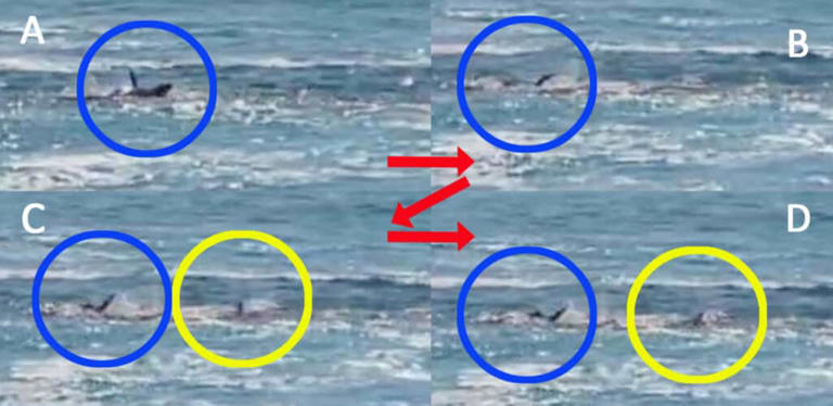 Shark Attack by Species Once Considered Harmless Shocks Marine ...