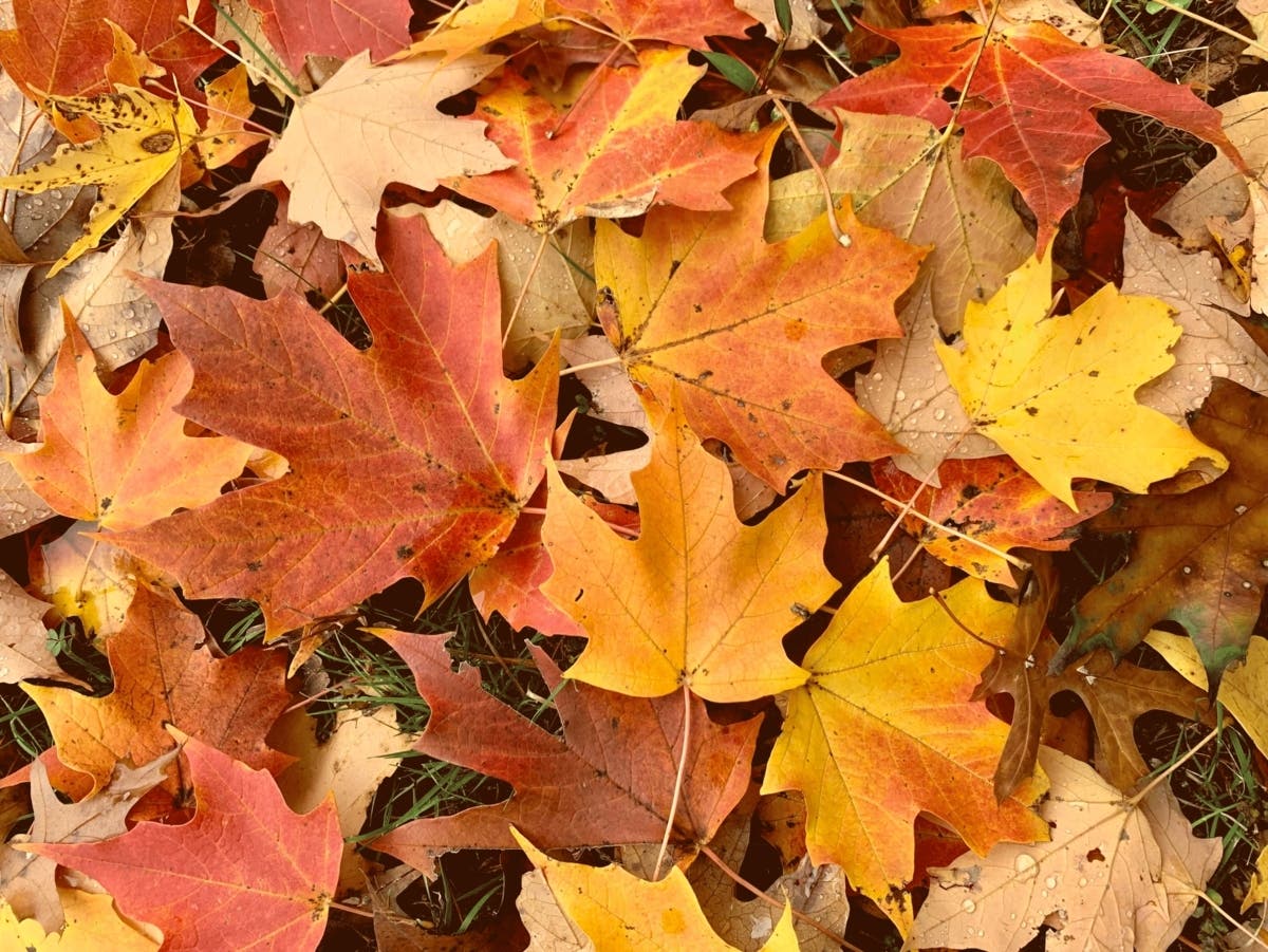 Leaf Collection Will Begin Soon In Maplewood: What To Know For Fall 2025