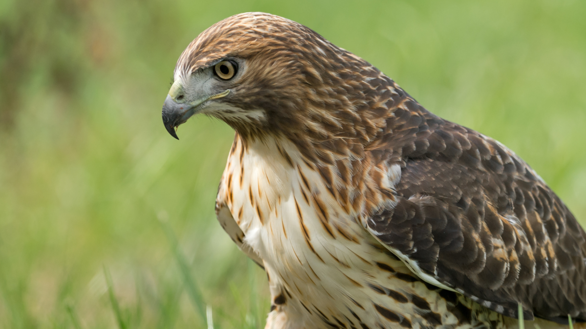 Bird Sanctuary Finds Surprise Lodged in Red-Tailed Hawk’s Cheek During ...