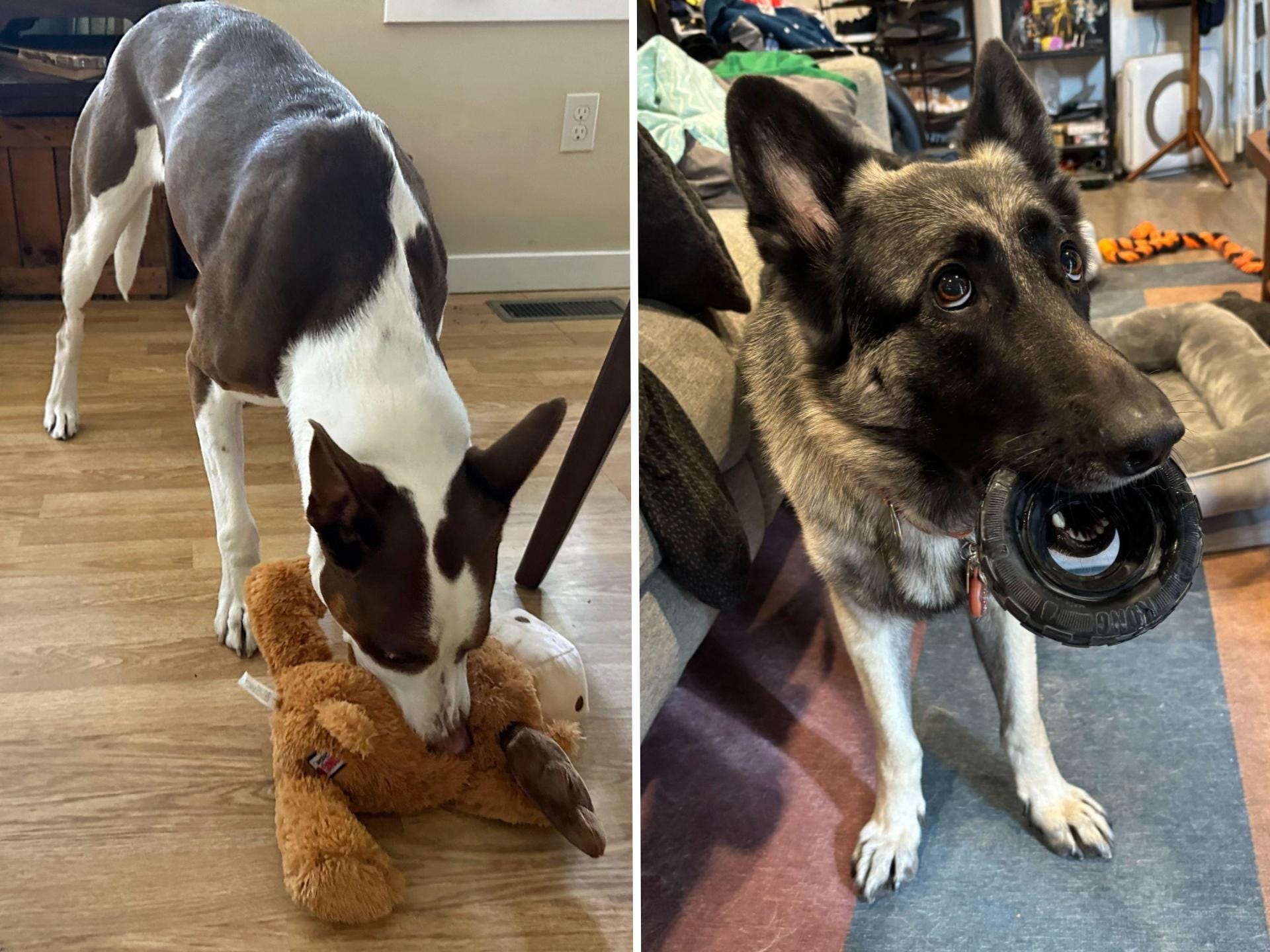 The 10 best dog toys for aggressive chewers in 2026