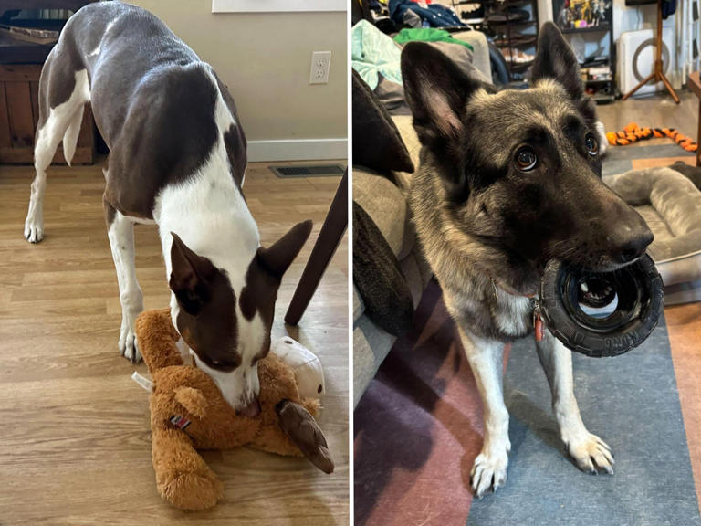 The best dog toys for aggressive chewers
