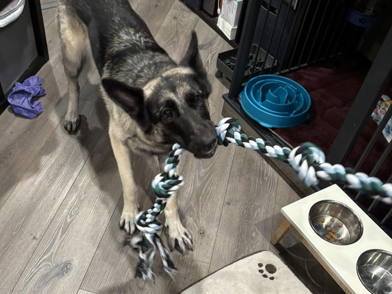 The best dog toys for aggressive chewers