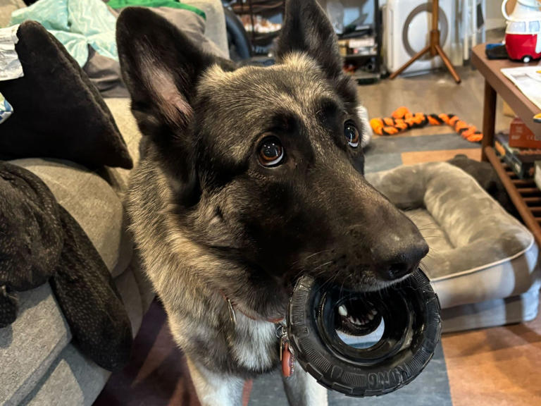 The best dog toys for aggressive chewers