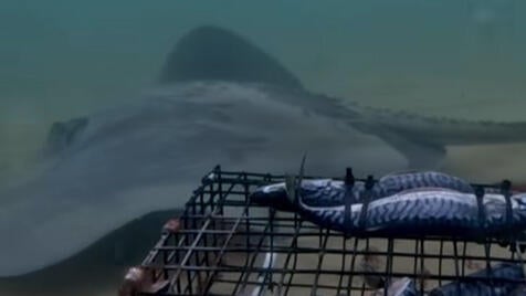 Massive stingray with long, venomous tail caught on video off New ...