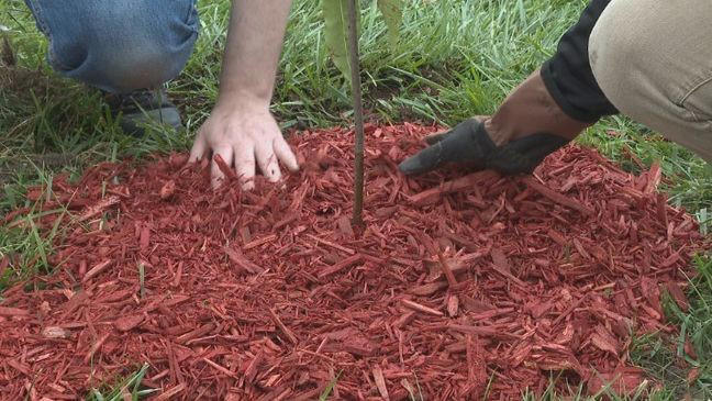 How to plant a tree: proper planting techniques ensure longevity and ...