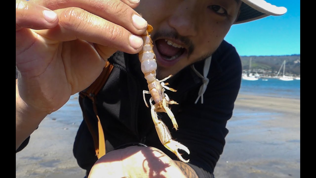 Can you eat ghost shrimp? Weirdest shrimp ever!