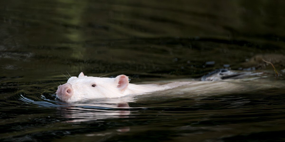 Wildlife Photographer Scratches Head When He Sees Strange White Animal ...