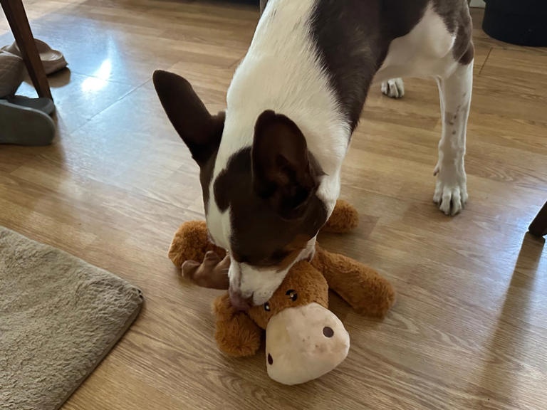 The best dog toys for aggressive chewers