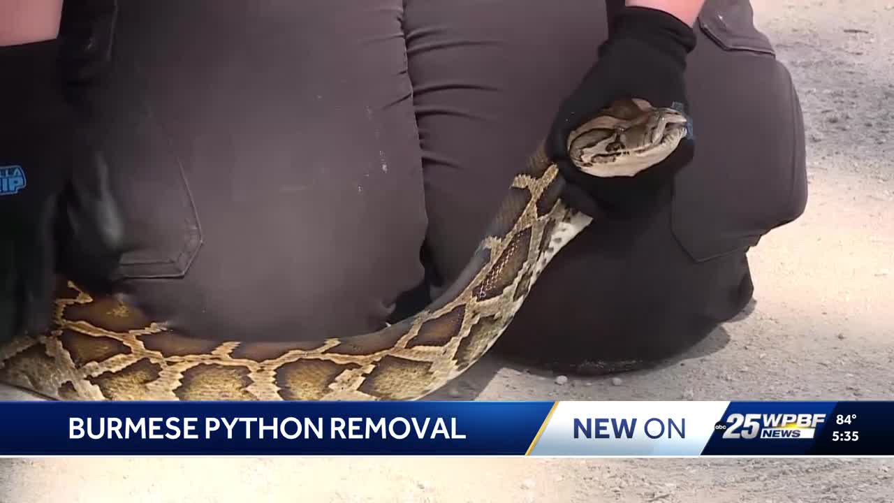 PYTHON BE GONE: New efforts to combat Florida's python problem